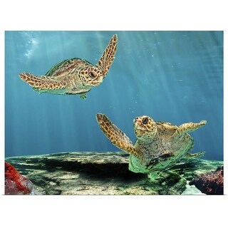 "Two mature loggerhead turtles on the reef" Poster Print - Multi - Bed ...