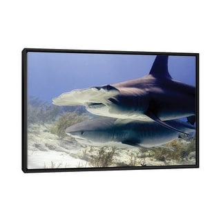 iCanvas "Great Hammerhead Sh-rk And Tiger Sh-rk, Tiger Beach, Bahamas ...