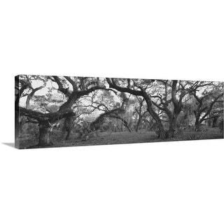 "Oak trees in a forest, Lake Kissimmee State Park, Florida" Canvas Wall ...