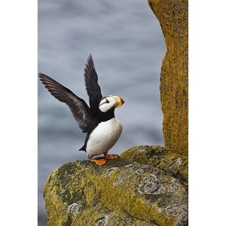 Horned Puffin (Fratercula Corniculata) Standing On LichenCovered ...