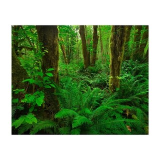Tillamook Oregon Fern Gully Photography Beach Ferns Art Print/Poster ...