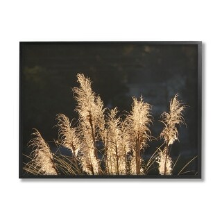 Stupell Moonlit Pampas Grass Rural Reeds Plant Botanicals Framed Wall ...