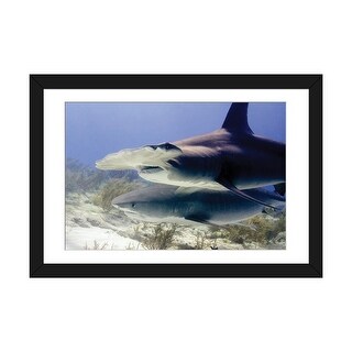 iCanvas "Great Hammerhead Sh-rk And Tiger Sh-rk, Tiger Beach, Bahamas ...