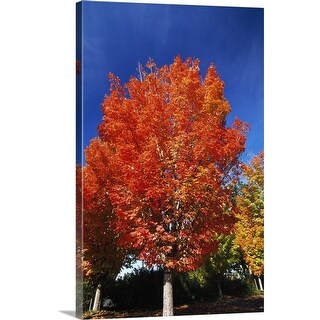 "Autumn Color Maple Trees" Canvas Wall Art - Bed Bath & Beyond - 16885647