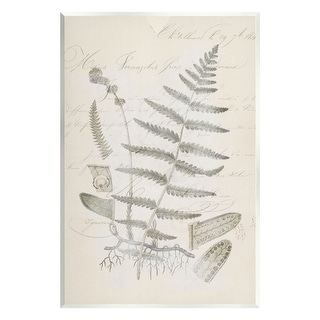 Stupell Latin Study Vintage Fern Botanical Wall Plaque Art by Tina ...