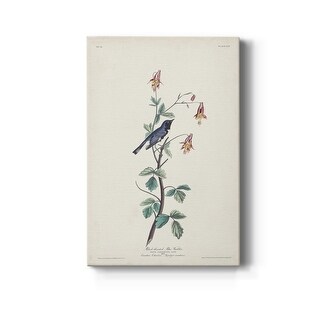Pl. 155 Black-throated Blue Warbler Premium Gallery Wrapped Canvas ...