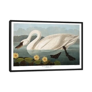 iCanvas "Common American Swan" by John James Audubon Framed Canvas ...
