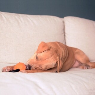 Natural Rubber Kettlebell Rubber Toy in Orange - Bed Bath & Beyond ...