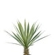 Faux Baby Yucca in Washed Wood Cube Planter - Bed Bath & Beyond - 36198152