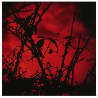 "red sky" Poster Print - Multi - Bed Bath & Beyond - 16380848