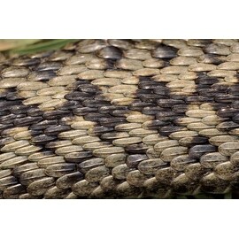 Common European Adder Scale Detail by Niall Benvie Animals Art Print ...