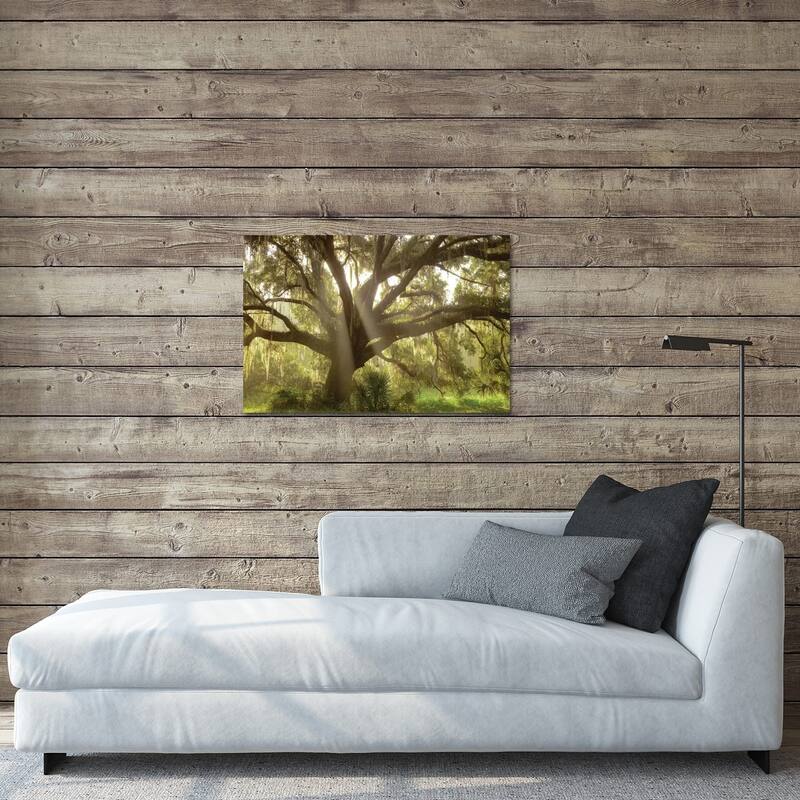 Beautiful Southern Live Oak tree, Flordia Print On Acrylic Glass by ...