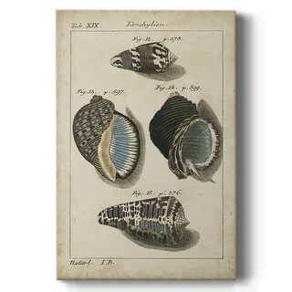 Vintage Shell Study III Premium Gallery Wrapped Canvas - Ready to Hang ...