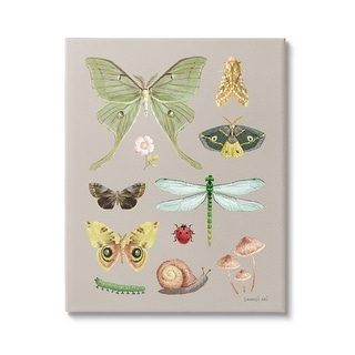 Stupell Various Insect Studies Canvas Wall Art Design by Danhui Nai ...