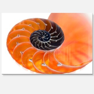 Orange Nautilus Shell - Abstract Art Glossy Metal Wall Art - Bed Bath ...