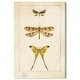 Wynwood Studio Canvas Animals Three Vintage Winged Insects Gold and Mid ...