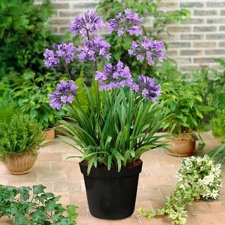 Van Zyverden Goth Patio Gardening Agapanthus Blue Kit with Decorative ...