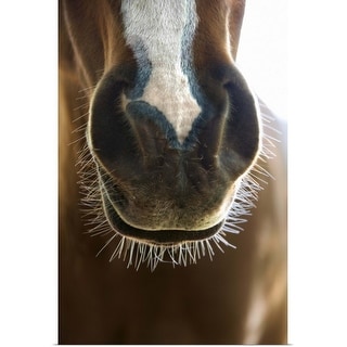 "Muzzle of horse" Poster Print - Multi - Bed Bath & Beyond - 16485420