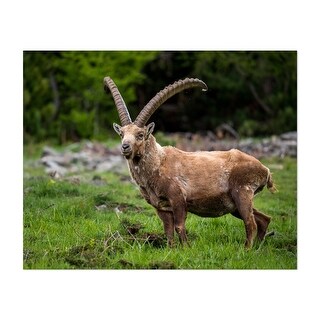 Grisons Switzerland impressive male alpine ibex Ibex Art Print/Poster ...
