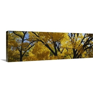 "Low angle view of cottonwood trees, Taos, New Mexico" Canvas Wall Art ...