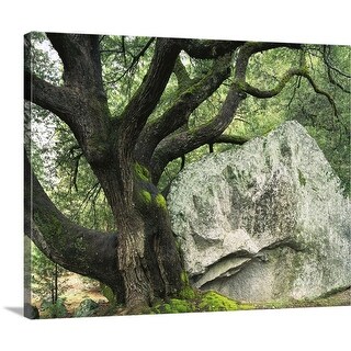 "California, Granite boulder, Canyon oak" Canvas Wall Art - Bed Bath ...