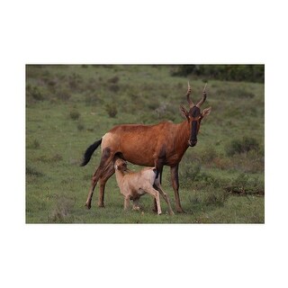 Bob Langrish 'Red Hartebeest and Calf' Canvas Art - Bed Bath & Beyond ...