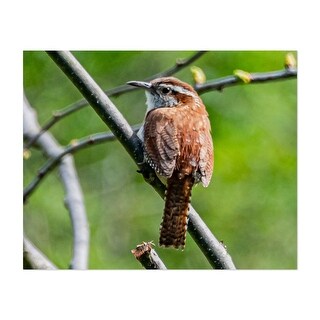 William Kain Park York Pennsylvania House Wren Bird Art Print/Poster ...