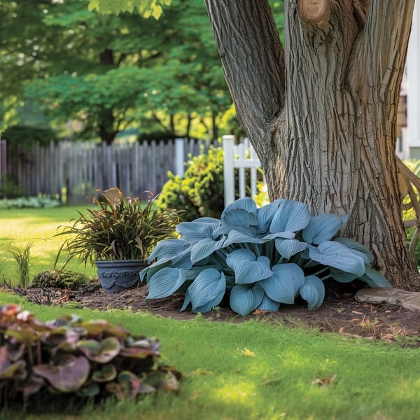 Big Blue Bressingham Hosta - 3 Bare Roots - Hardy and Shade Tolerant ...