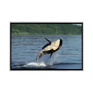 iCanvas "Orca Breaching, Inside Passage, Alaska" by Gerry Ellis Framed ...