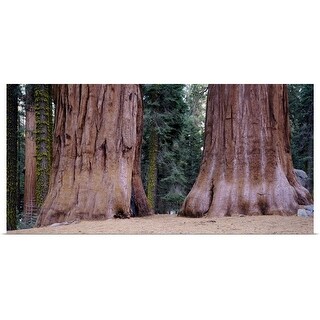 Sierra Trees Giant Forest Sequoia National Park CA - Multi - Bed Bath ...
