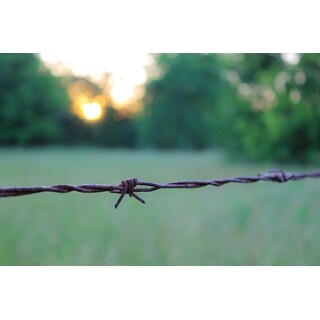 Barbed Wire Portrait Photograph Art Print - Bed Bath & Beyond - 14514944