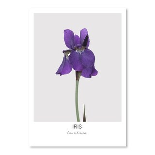 Americanflat - Iris by Nuada - 16"x20" Poster Art Print - Bed Bath ...