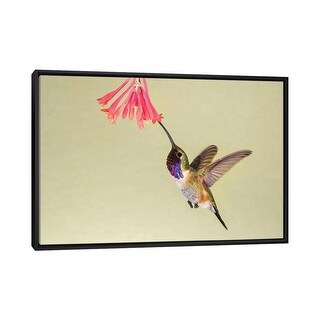 iCanvas "Lucifer Hummingbird, Calothorax Lucifer, feeding" by Larry ...