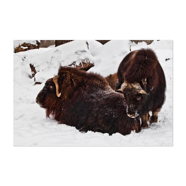 A group of hairy musk oxen lies in the snow Animals Art Print/Poster ...