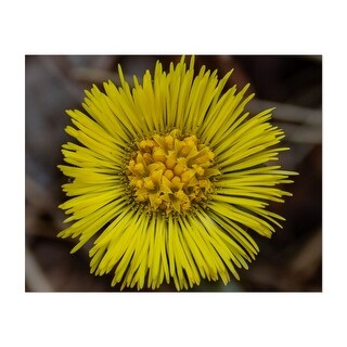 York County Pennsylvania Yellow Daisy Photography Art Print/Poster ...