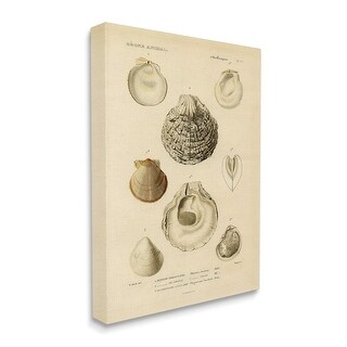 Stupell Vintage Sea Shell Latin Study Marine Chart Canvas Wall Art ...