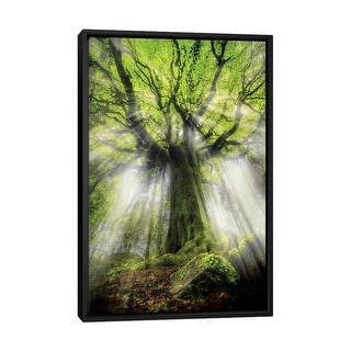 iCanvas "The Old Ponthus Beech Tree" by Philippe Manguin Framed Canvas ...