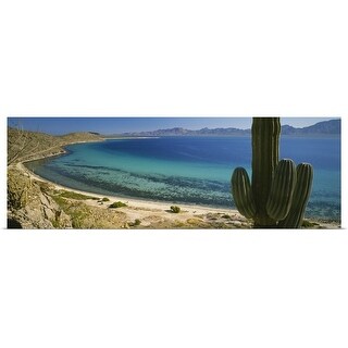 "Cordon cactus on the coast, Bay Of Conception, Baja California, Mexico ...