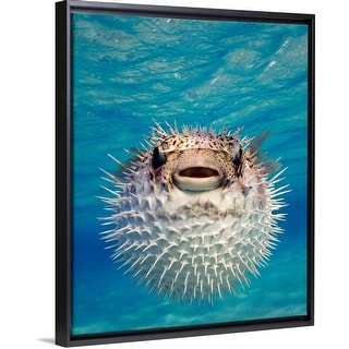 "Puffer Fish Bahamas" Black Float Frame Canvas Art - Multi - Bed Bath ...