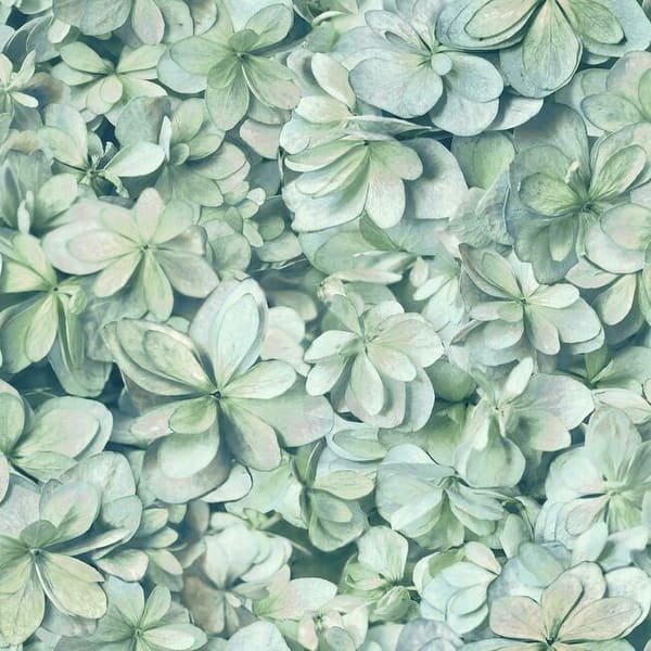 green hydrangea wallpaper