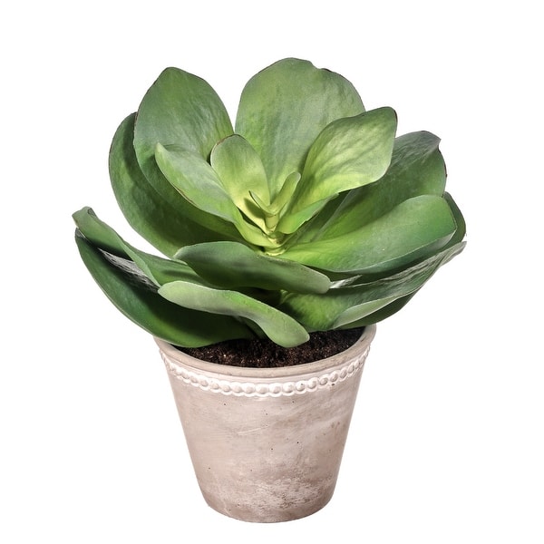 Plastic Broad Leaf Succulent In Ceramic Pot 10" - Bed Bath & Beyond ...