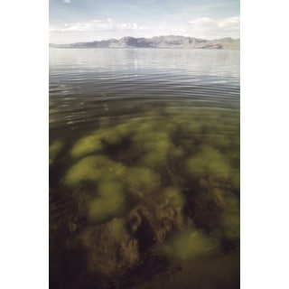 Algae Growth In One Of The Shallow Bays Of Pyramid Lake In Nevada The ...