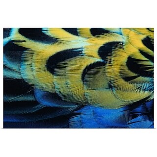 "Close up of colored bird feathers" Poster Print - Multi - Bed Bath ...