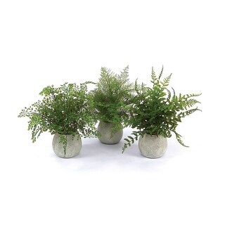 Potted Fern Plant (Set of 3) - 7 x 8 x 14 - Bed Bath & Beyond - 36667143