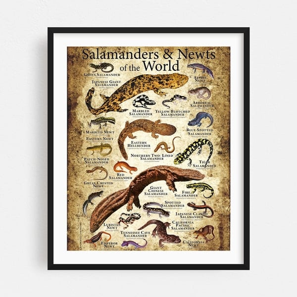 are salamanders newts