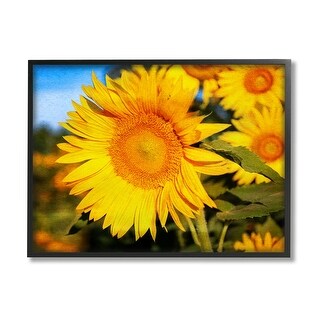 Stupell Country Sunflower Photography Framed Giclee Art Design by ...