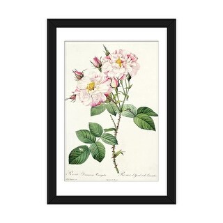 iCanvas "Rosa damascena variegata , engraved by Bessin, from 'Les Roses ...
