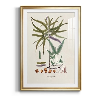 Botanical Society Ferns VIII Premium Framed Print - Ready to Hang - Bed ...