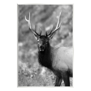 Stupell Grey Elk Photography Wall Plaque Art Daniel Sproul - Bed Bath ...