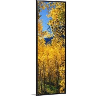 "Aspen trees in autumn, Colorado" Black Float Frame Canvas Art - Bed ...